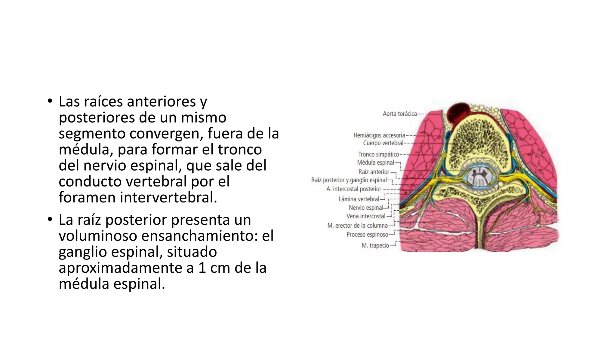 Anatomía de la Médula espinal. Configuración externa | PDF