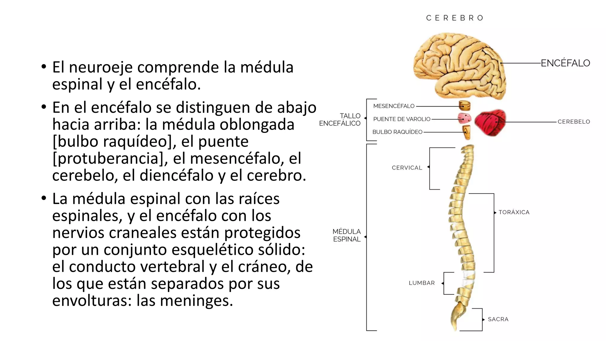 Anatomía Externa De La Médula Espinal