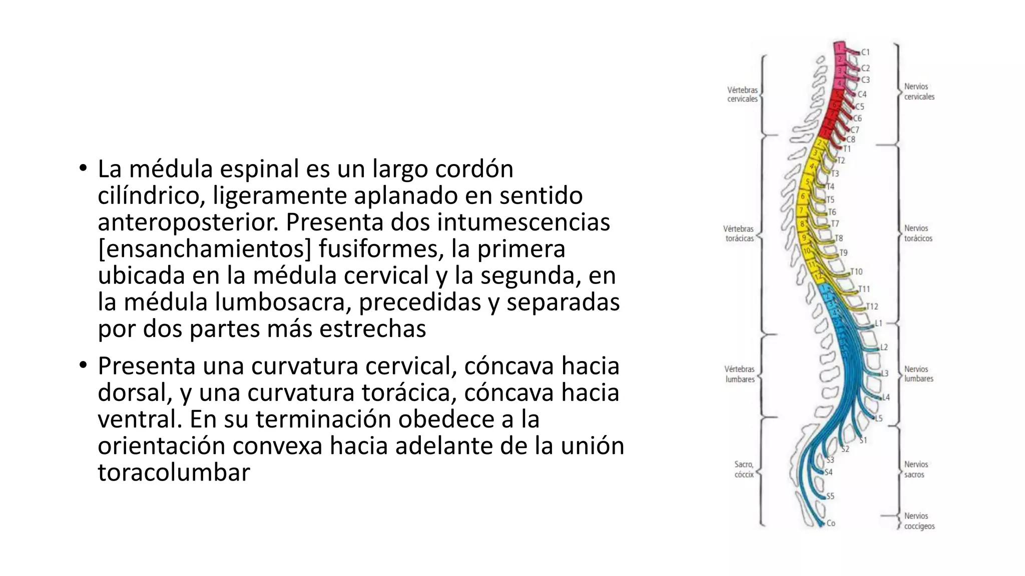 Anatomía Externa De La Médula Espinal TeLoResumo