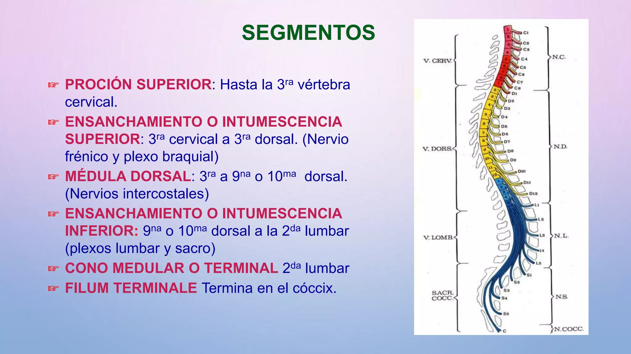 medula espinal nuevo.pptx