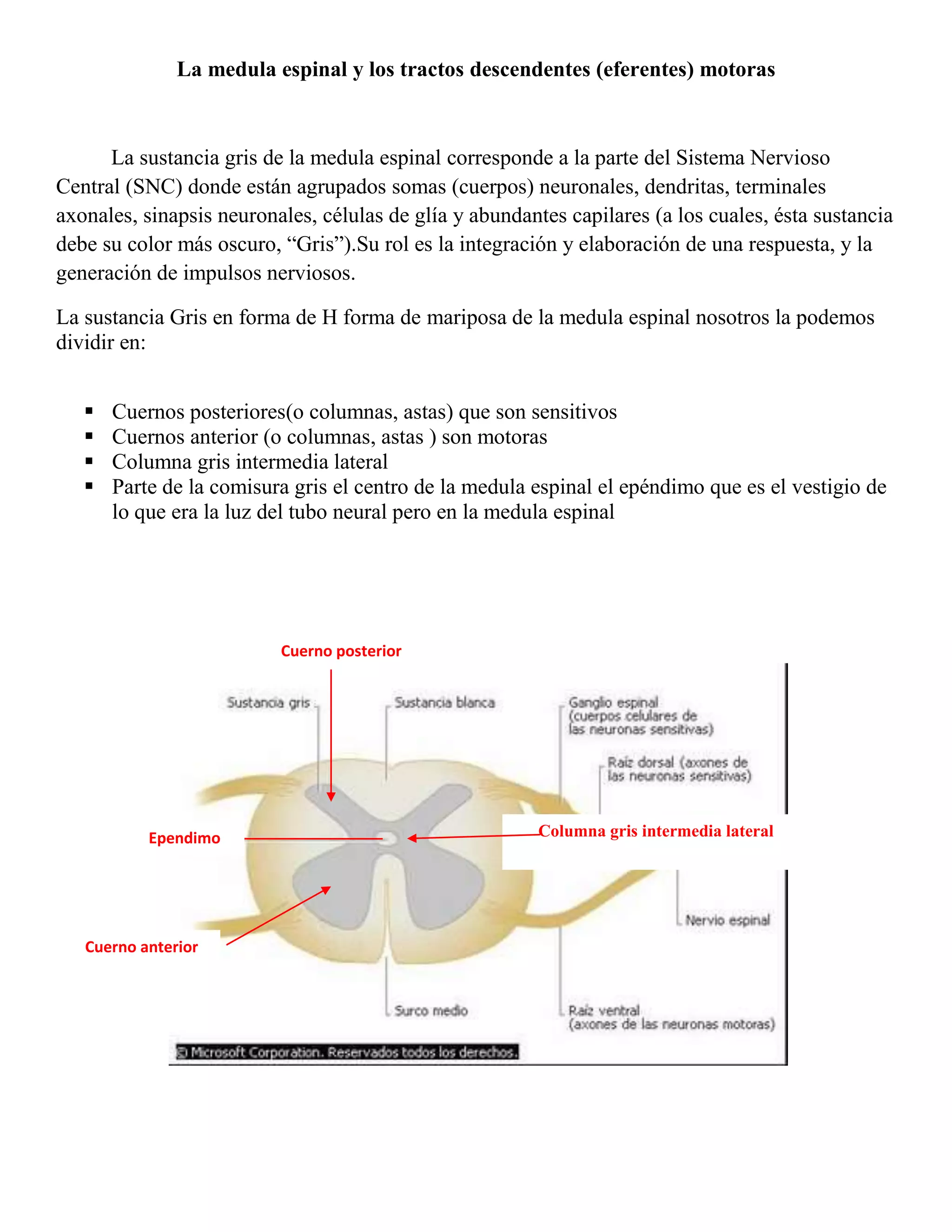 Medula espinal tracto descendente primera parte | DOCX