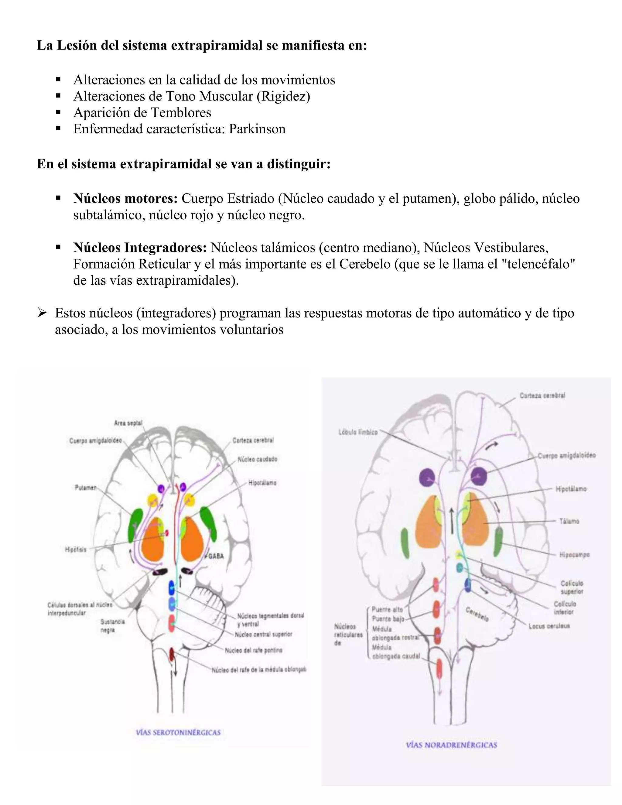 Medula espinal tracto descendente primera parte | DOCX