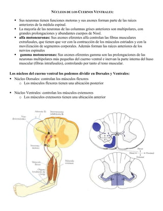 Medula espinal tracto descendente primera parte | DOCX