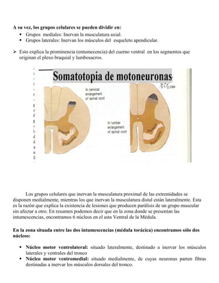 Medula espinal tracto descendente primera parte | DOCX