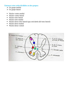 Medula espinal tracto descendente primera parte | DOCX