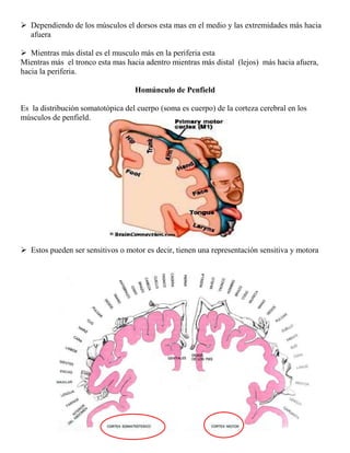 Medula espinal tracto descendente primera parte | DOCX