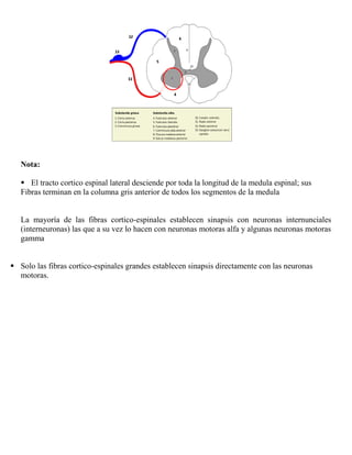 Medula espinal tracto descendente primera parte | DOCX