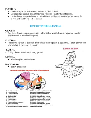 Medula espinal tracto descendente primera parte | DOCX