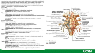 Medula espinal, Tronco encefalico y Formación reticular 2025.pptx