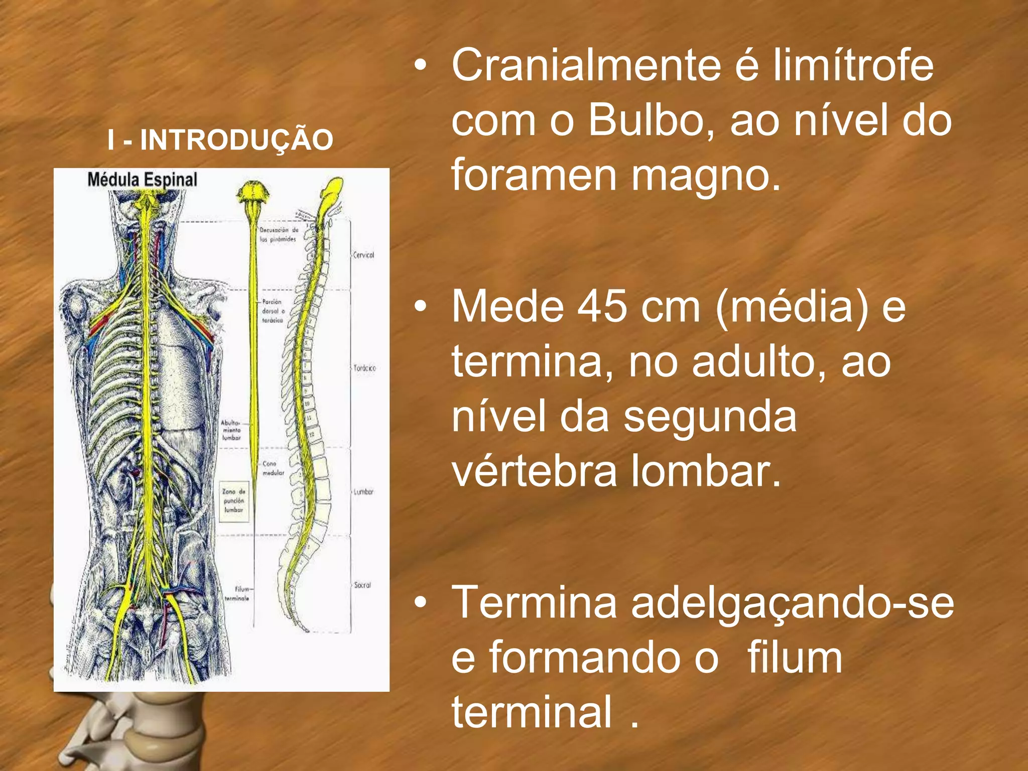 Medula espinhal | PPTX | Brain and Nervous System Disorders | Diseases ...