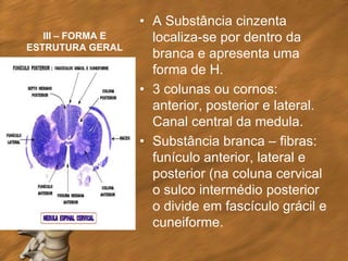 Medula espinhal | PPT
