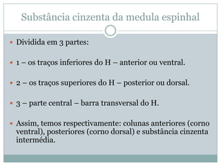 Medula espinhal profunda | PPT