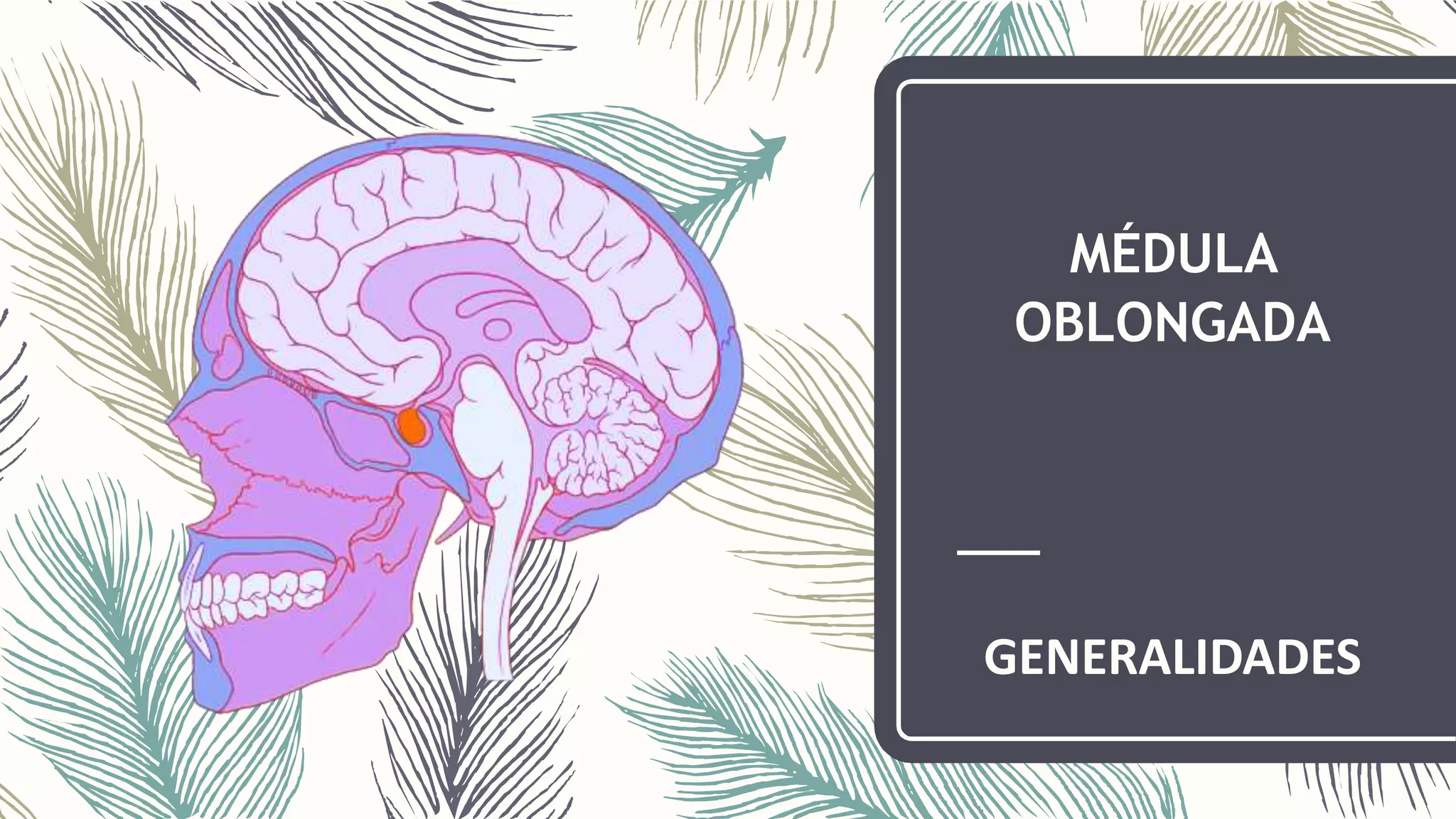 Médula oblongada - Anatomía interna y externa. | PPTX