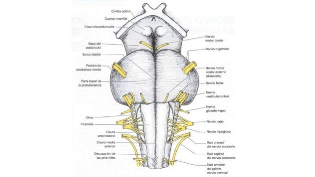 Médula oblongada - Anatomía interna y externa.