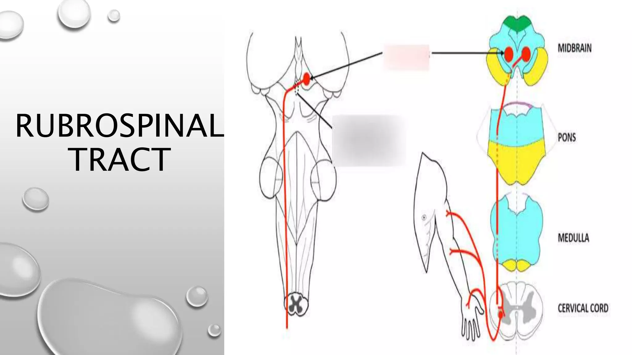 Medula oblongata anatomy. | PPTX