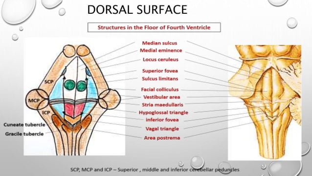 Medula oblongata anatomy. | PPTX