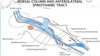 Medula oblongata anatomy. | PPTX