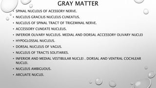 Medula oblongata anatomy. | PPTX