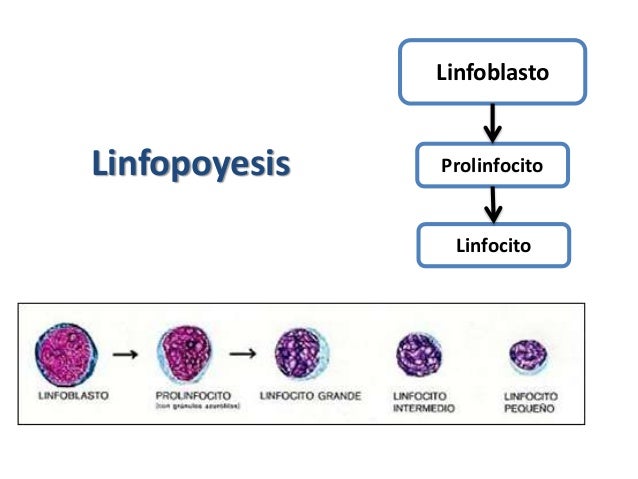 Histología Médula ósea y Sangre