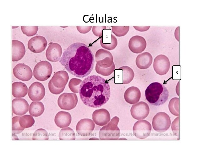 Histología Médula ósea y Sangre Histología Médula ósea y Sangre