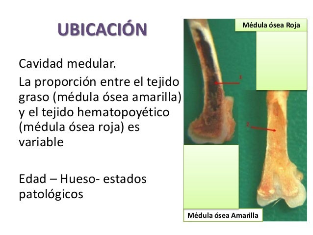 Histología Médula ósea y Sangre Histología Médula ósea y Sangre