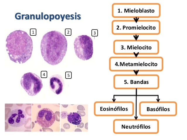 Histología Médula ósea y Sangre