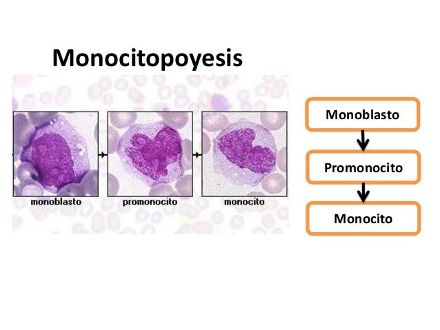 Histología Médula ósea y Sangre