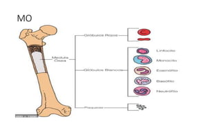 Medula Osea (10).pptx