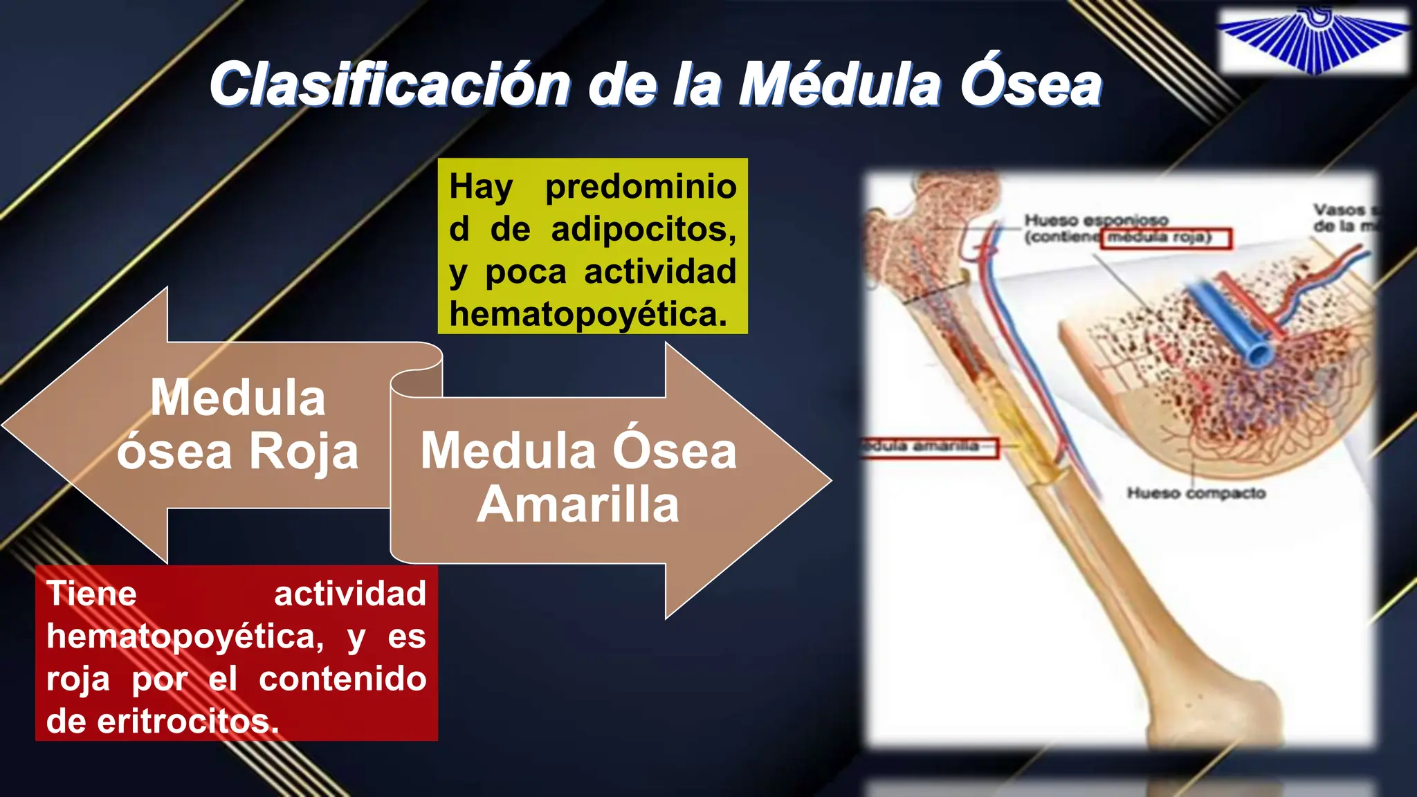 Medula ósea, presentación básica e ilustrada. | PPTX