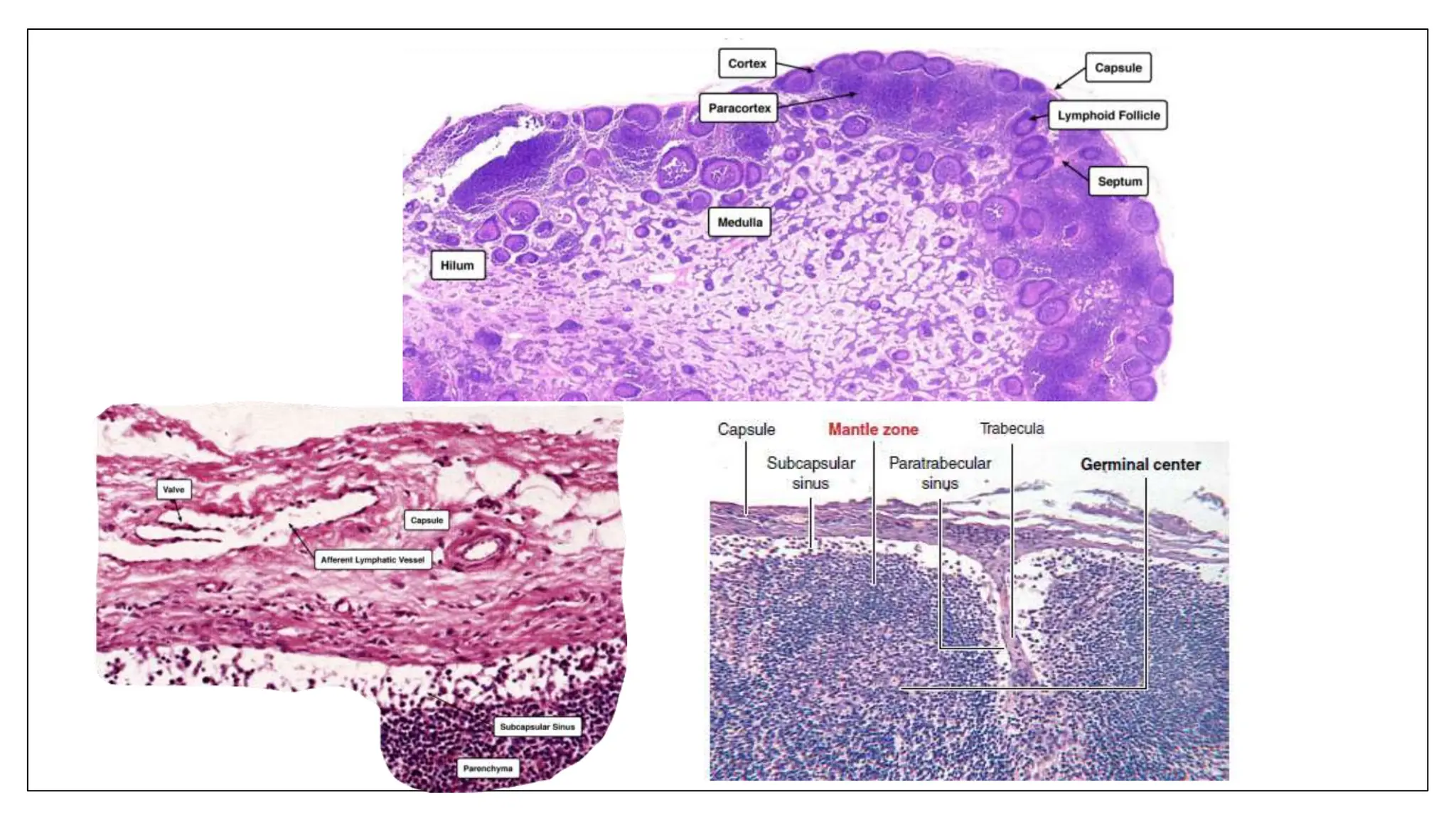 Médula ósea Y Ganglios Linfáticos Histología Pptx