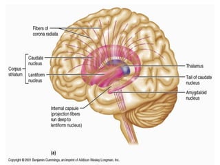 Medula spinalis | PPT