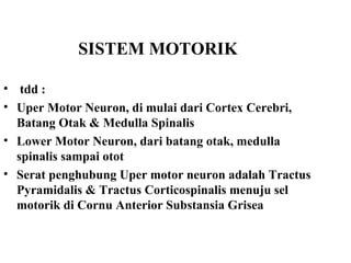 Medula spinalis | PPT