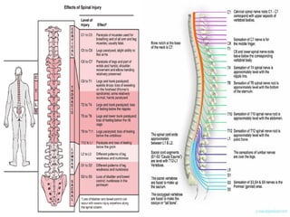 Medula spinalis | PPT