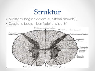 Medula spinalis | PPTX