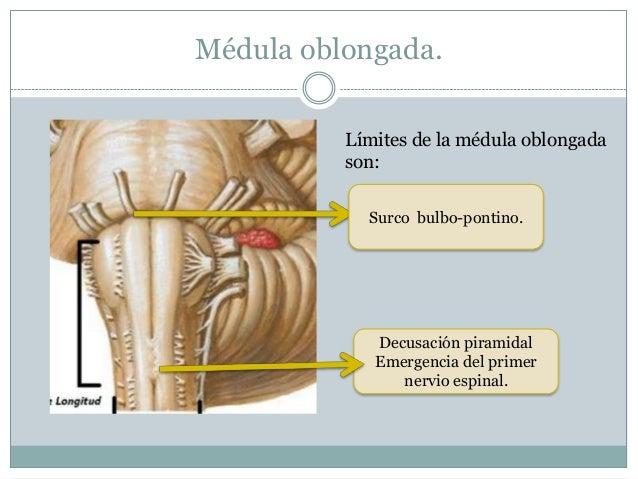 Medula y cerebelo