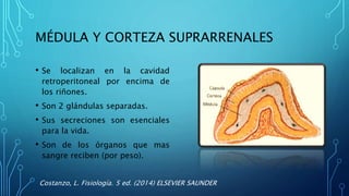 Medula y corteza suprarrenal | PPTX