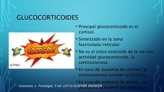 Medula y corteza suprarrenal | PPTX