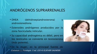 Medula y corteza suprarrenal | PPTX