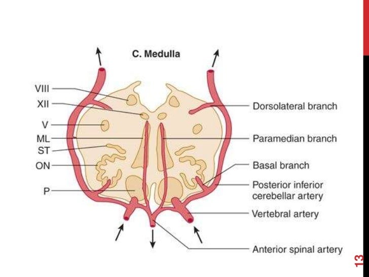 Medulla Definition Anatomy Location Function How