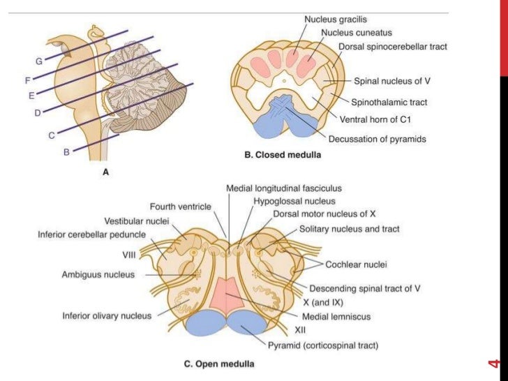 Medulla Definition Anatomy Location Function How