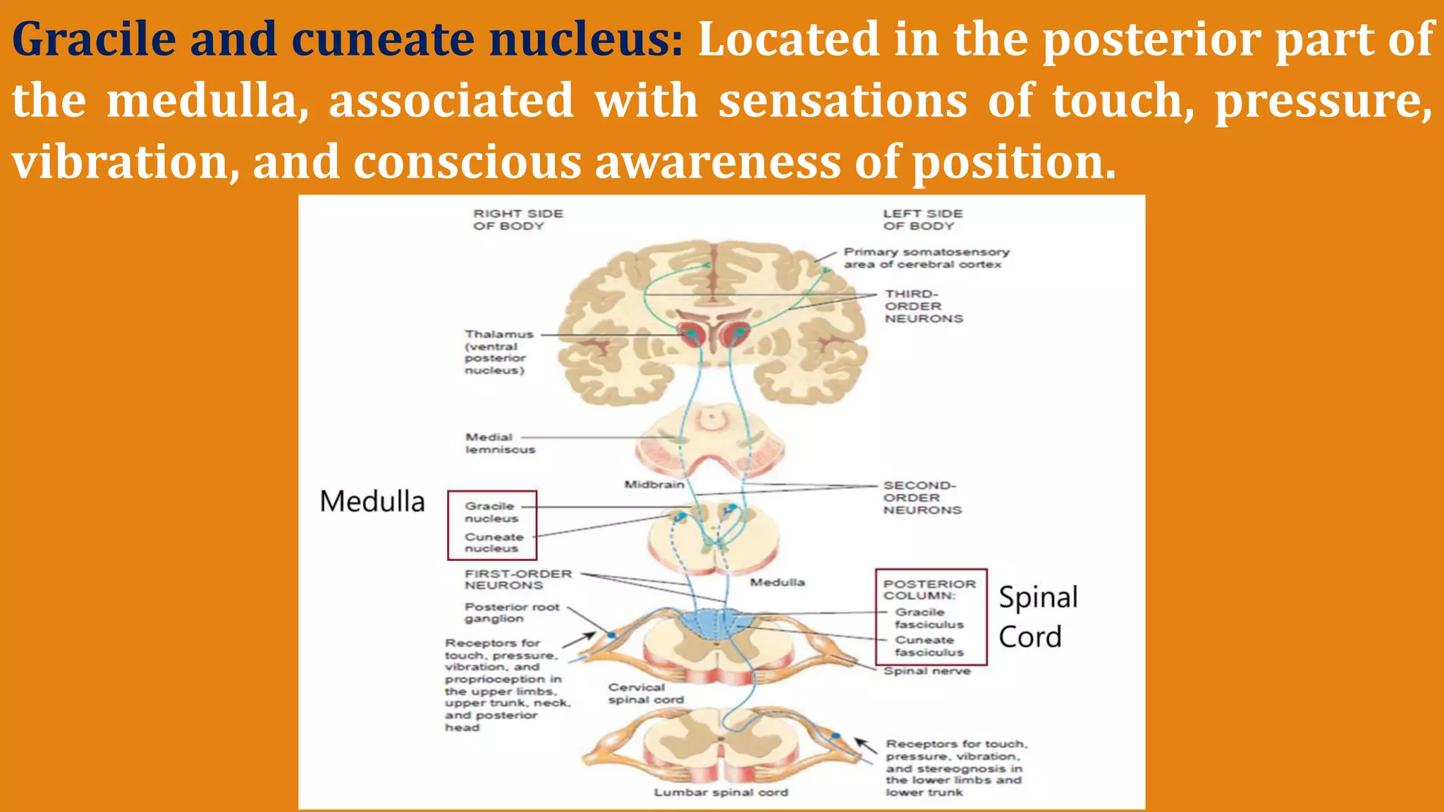Medulla Oblongata | PPTX