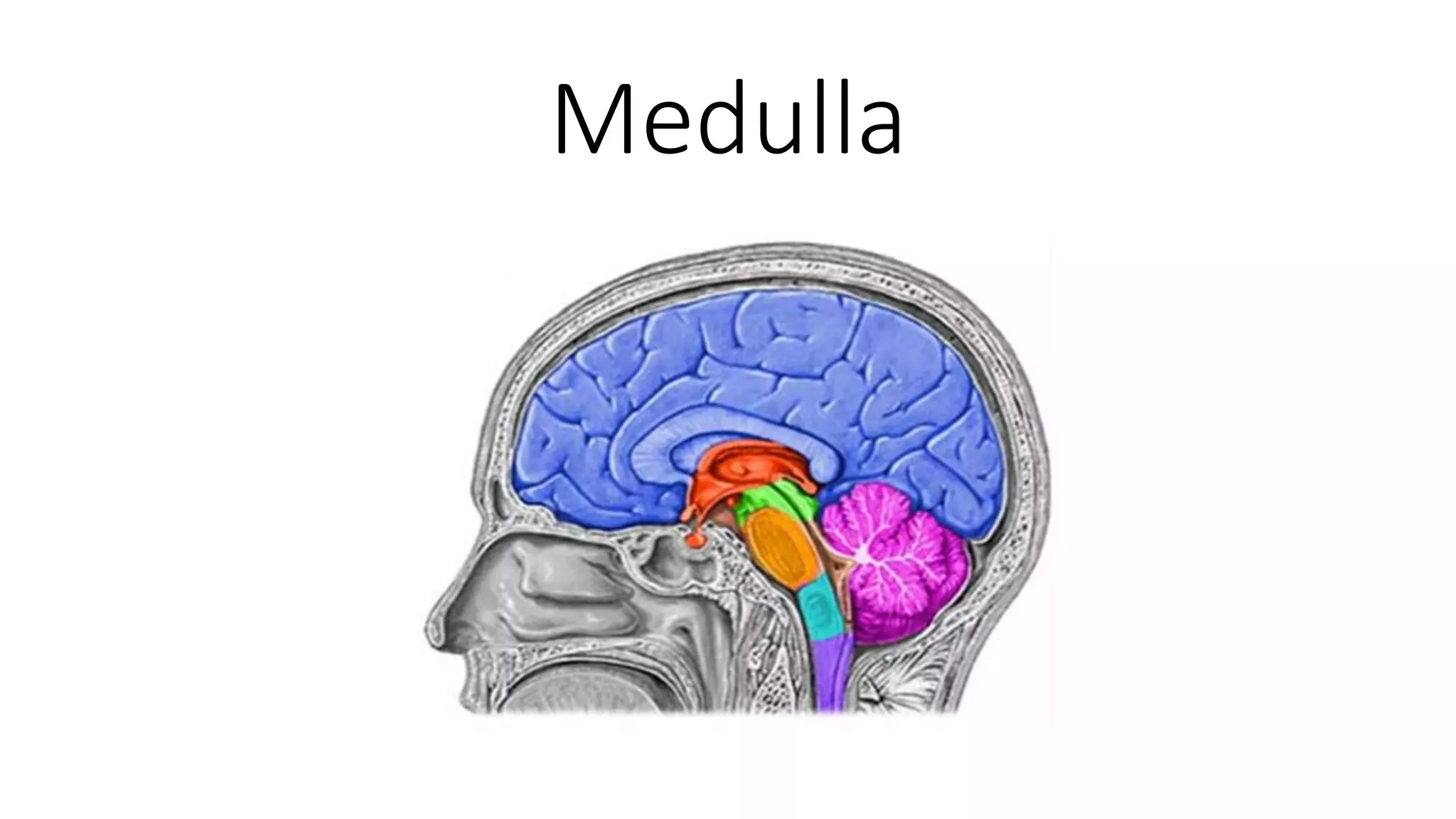 Medulla | PDF