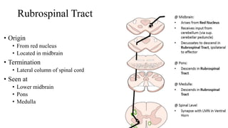 Medulla | PDF