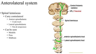 Medulla | PDF