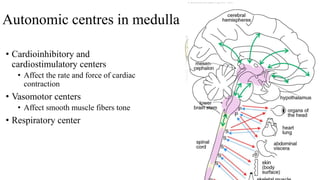 Medulla | PDF