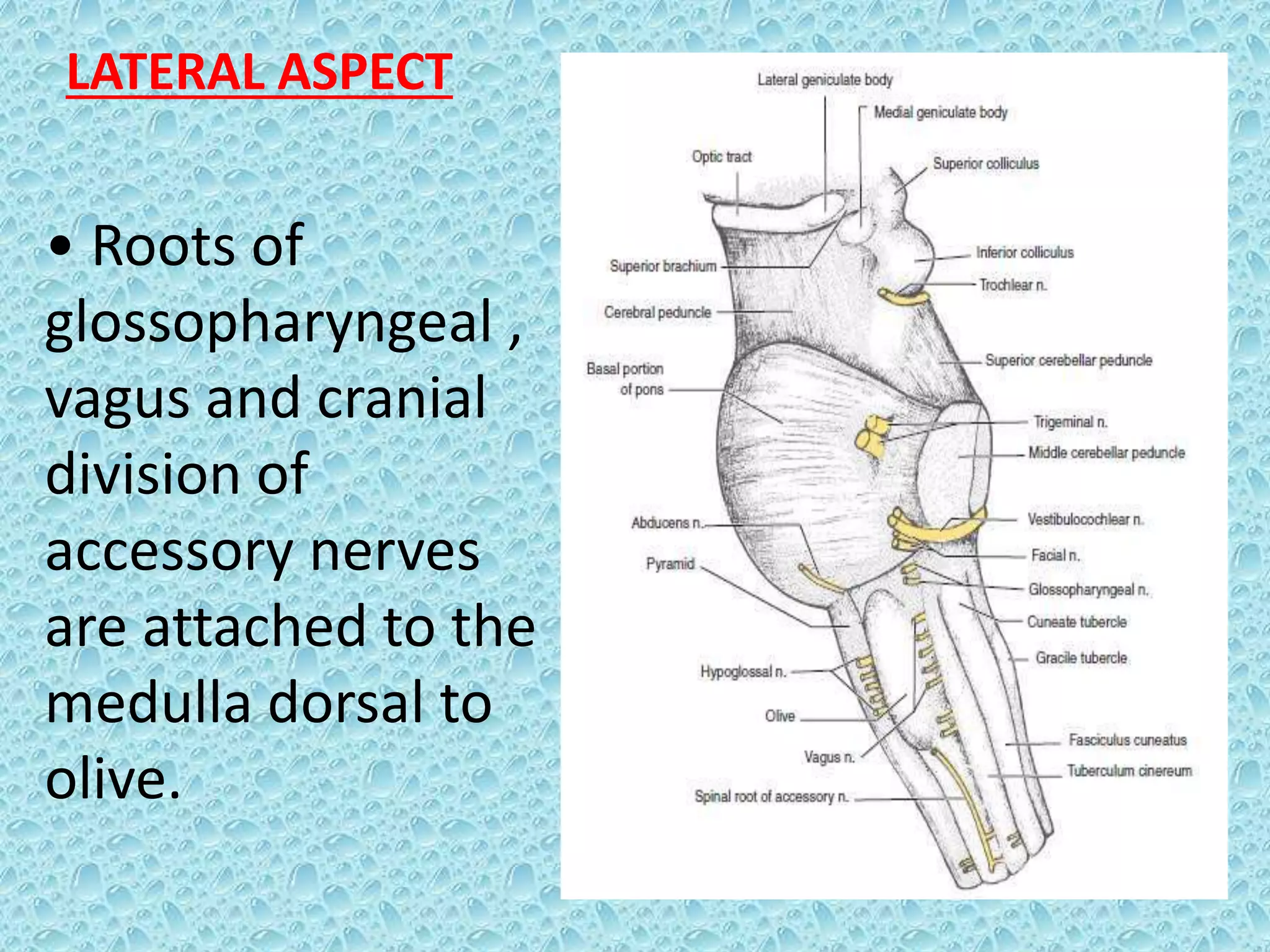 Detailed Anatomy of Medulla Oblongata ppt | PPTX