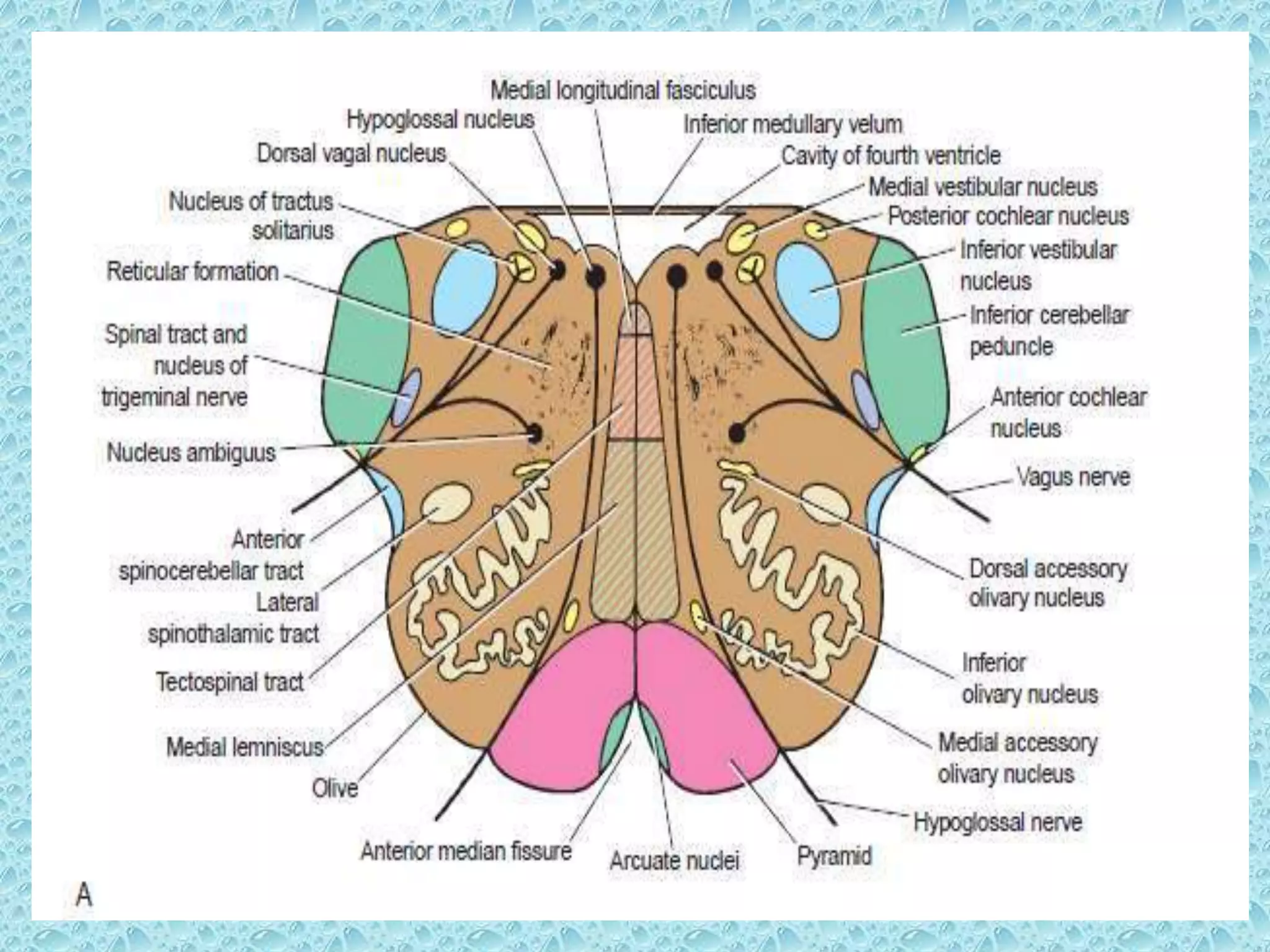 Detailed Anatomy of Medulla Oblongata ppt | PPTX