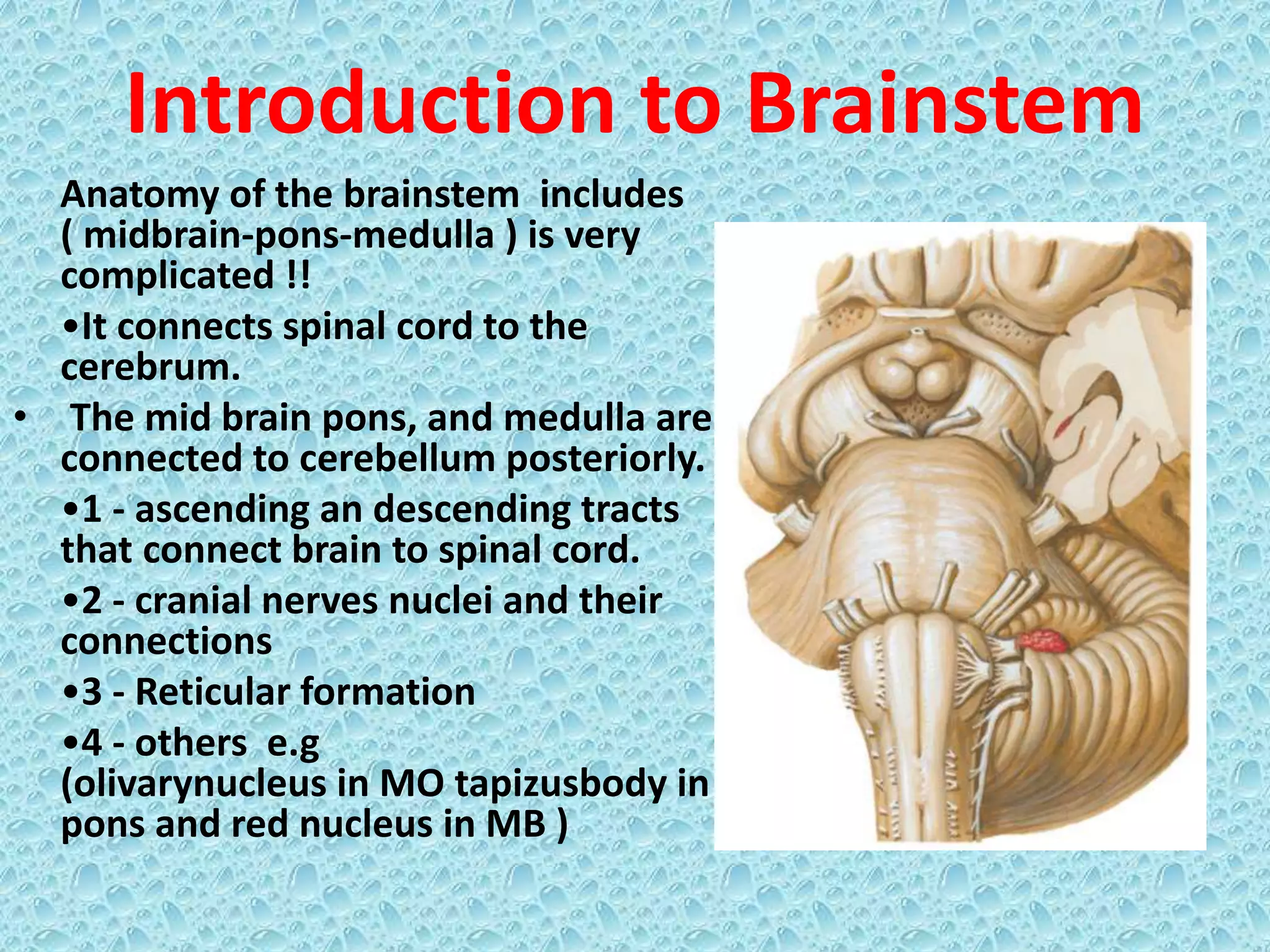 Detailed Anatomy of Medulla Oblongata ppt | PPTX