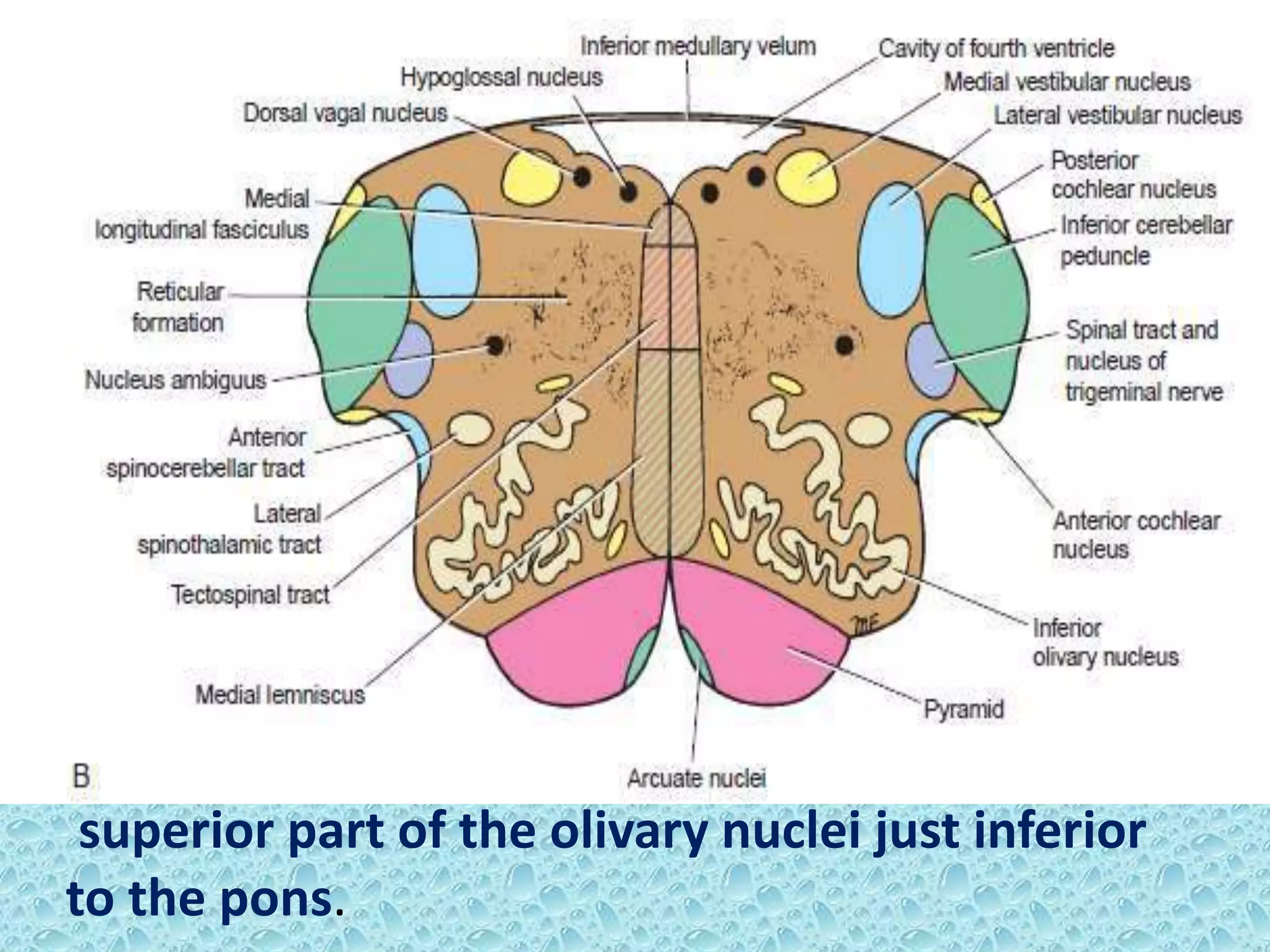 Detailed Anatomy of Medulla Oblongata ppt | PPTX