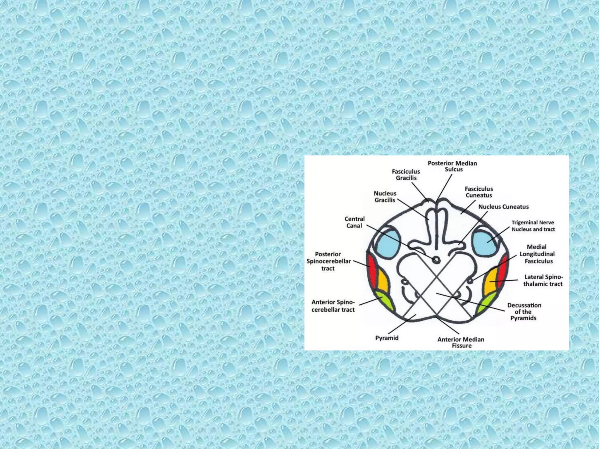 Detailed Anatomy of Medulla Oblongata ppt | PPTX